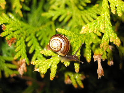 Hallontrollets trädgård: Sniglar...