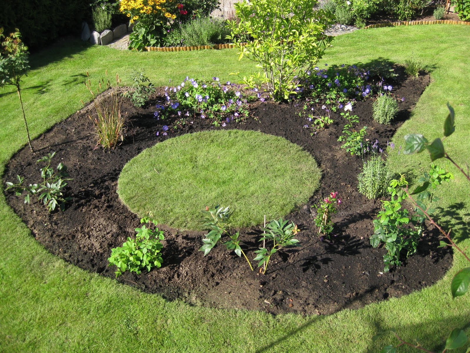 Hallontrollets trädgård: Nygammal rabatt...