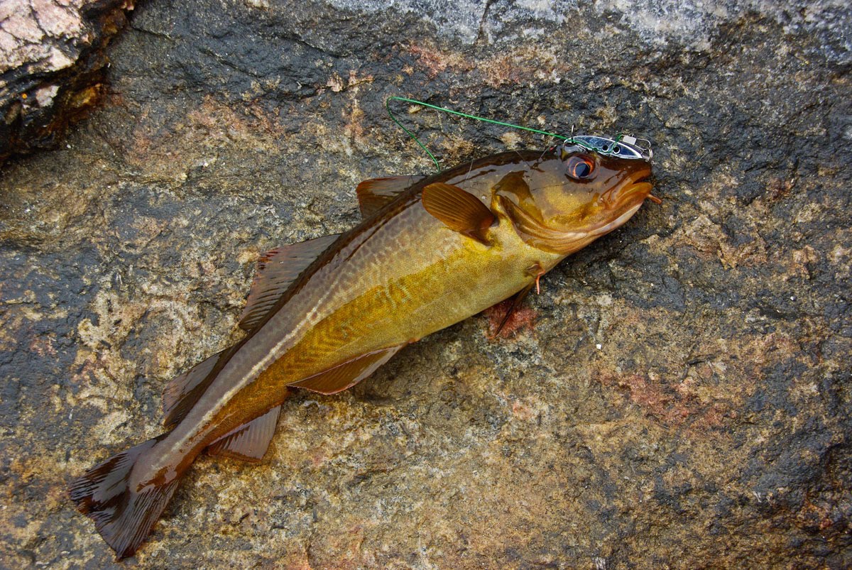 My fishing - How to catch a fish: How to catch a cod