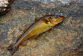 My fishing - How to catch a fish: How to catch a cod