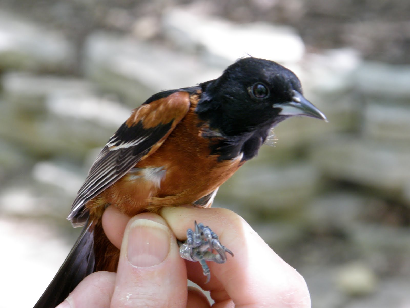Orchard Oriole Banded (with photos)
