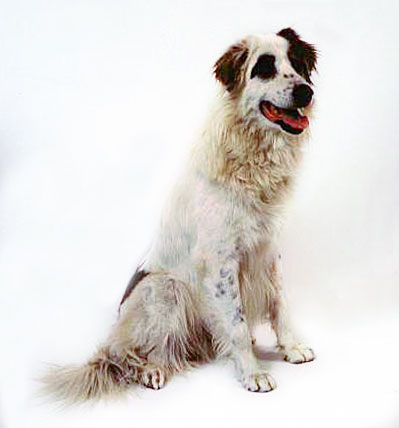 EL PERRO - MUNDO CANINO A LA CARTA: Aïdi