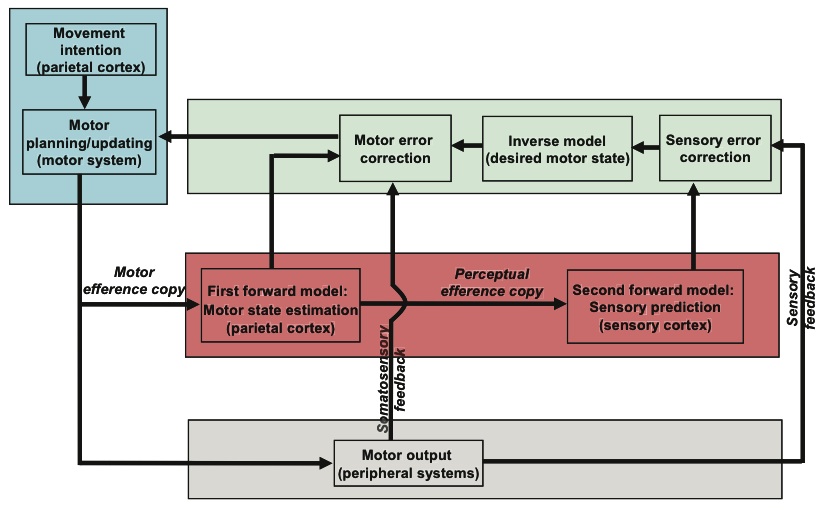 Talking Brains: Internal forward models. Neuronal oscillations. Update ...