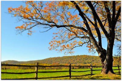 Mademoiselle RVA: November Trees