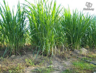 LADANG ARNAB FUHAIRAH: Gambar 2 pokok napier india.