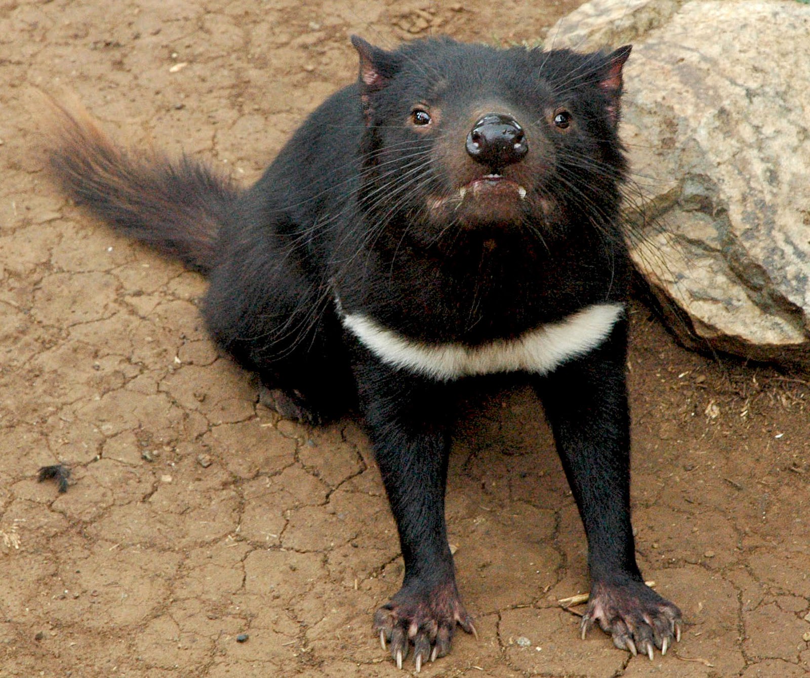 SUBVERSIVA UNDERGROUND: TASMANIAN DEVIL