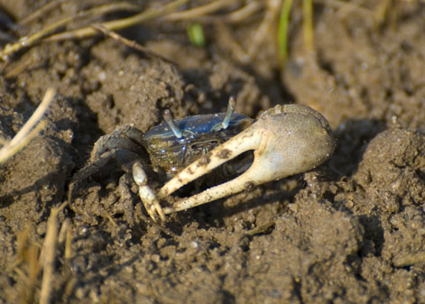 Cape Cod: Long Meadow and Wellfleet Bay