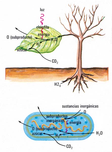 CrisBJ: Nutrición autotrofa.