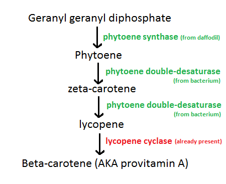 Makes Science To Me: The Golden Rice Project