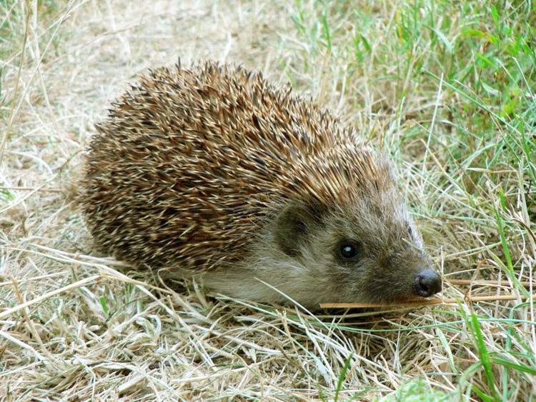 The Hardly Ho-Hum Hartland Historians: Hedgehog Roast