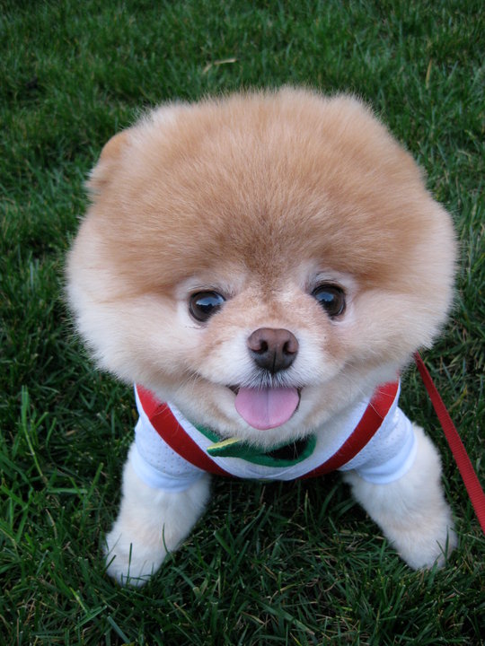 BEAUTY RULES: Boo !!! Lovely dog