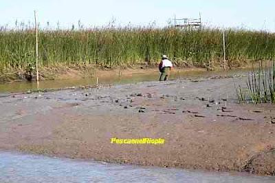 guiadepesca-harry.blogspot.com: Tarariras a puro spinning y Fly-cast