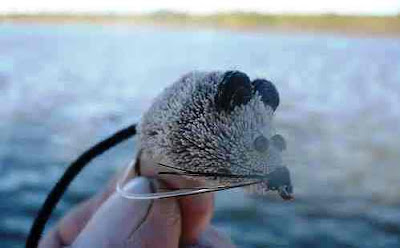 guiadepesca-harry.blogspot.com: Tarariras a puro spinning y Fly-cast