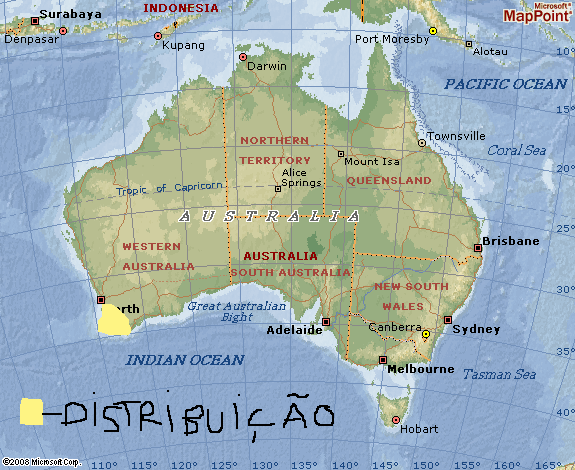 JUST CREATIVE!!!: Animal da semana: Cuoca