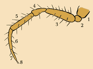 BIOLOGIA: ANATOMIA DE LOS ARACNIDOS