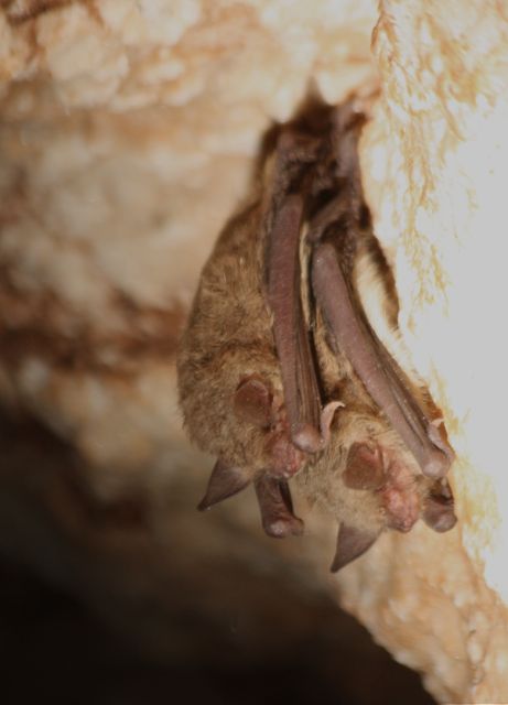 Julie Zickefoose on Blogspot: Oklahoma Cave Bats