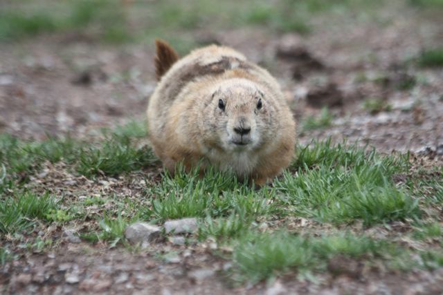 Prairie Dog Bite