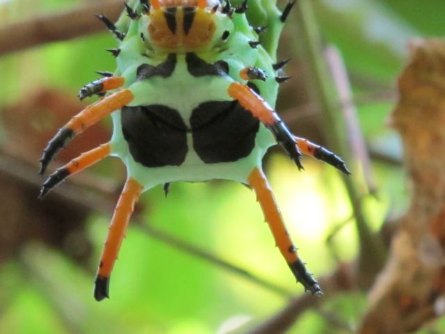Julie Zickefoose on Blogspot: Hickory Horned Devil!