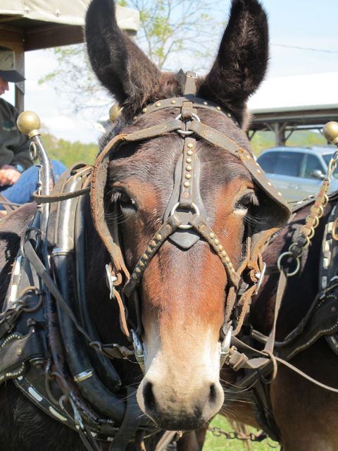 Julie Zickefoose on Blogspot: Draft Mules