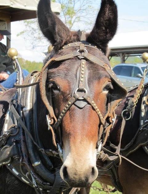 Julie Zickefoose on Blogspot: Draft Mules