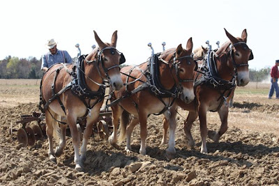 Julie Zickefoose on Blogspot: Draft Mules