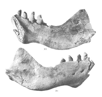 The Coastal Paleontologist, atlantic edition: Reconstructing a fossil ...