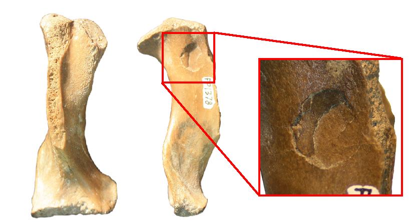 The Coastal Paleontologist: Mammal bite marks on fur seal bones, part 2