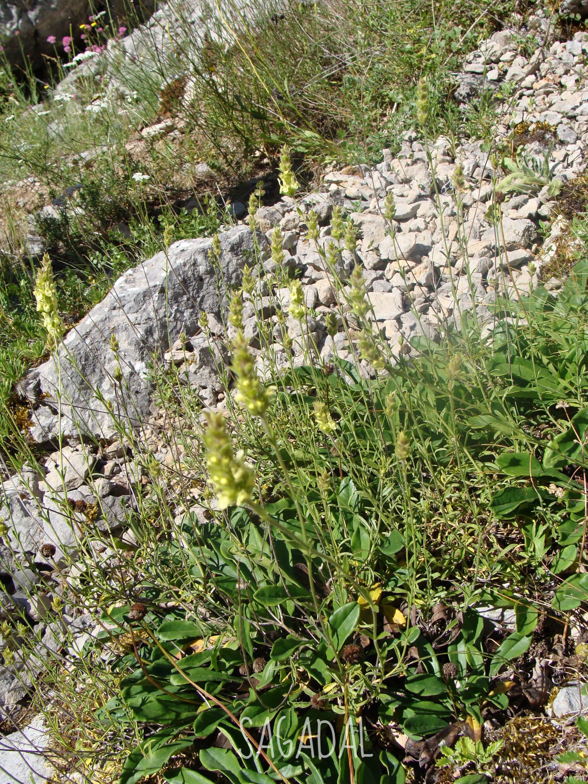'SAGADAL': TE DE MONTE O DE ROCA.
