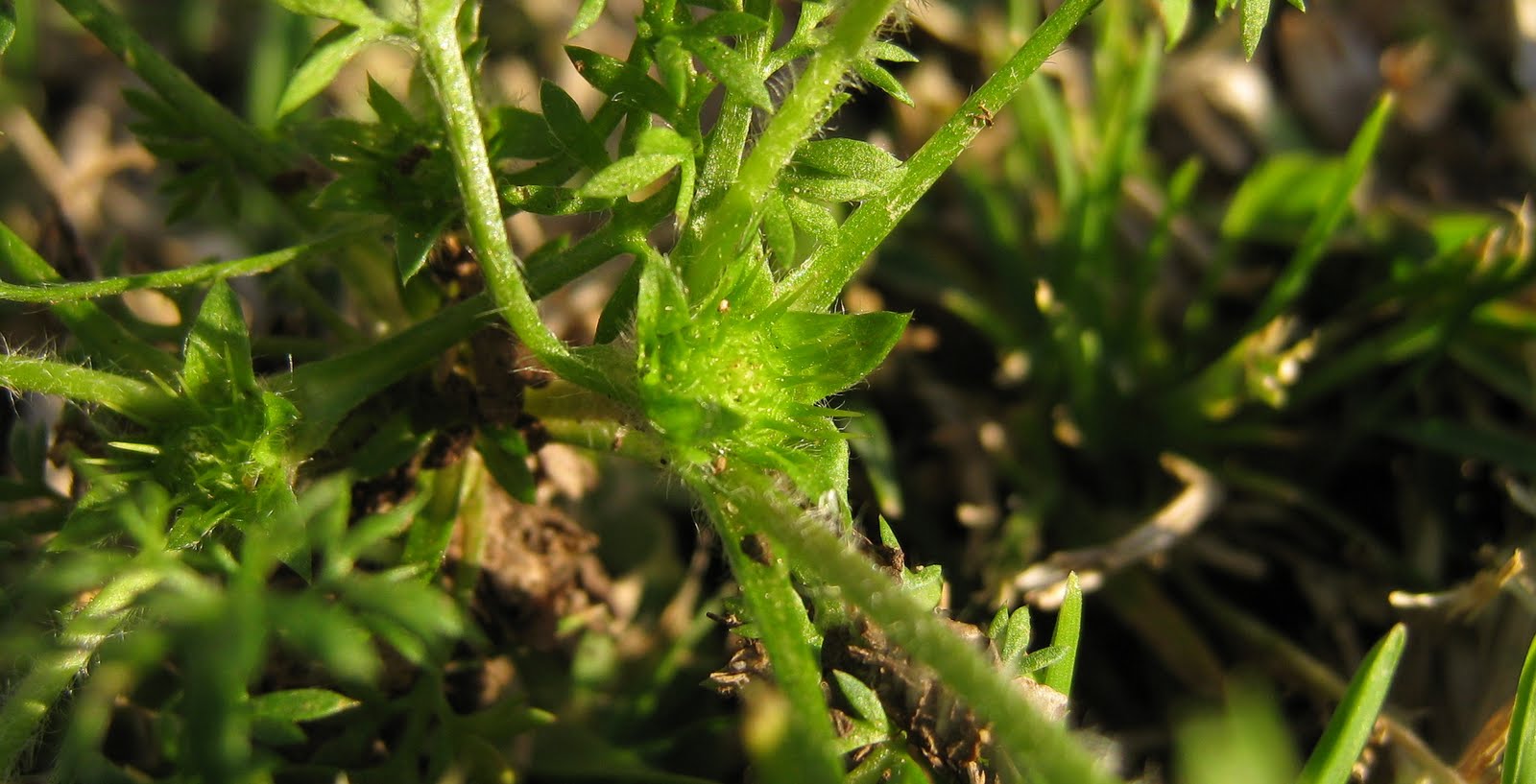 Ondine's Curse: Field burweed