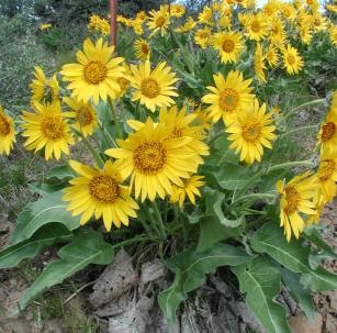 Methow Valley Herbs: Arrow leaf balsam root (Balsamorhiza sagittata)