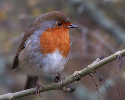 English Robin, Nocturnal English, Robin Redbreast, Red Robin, European ...