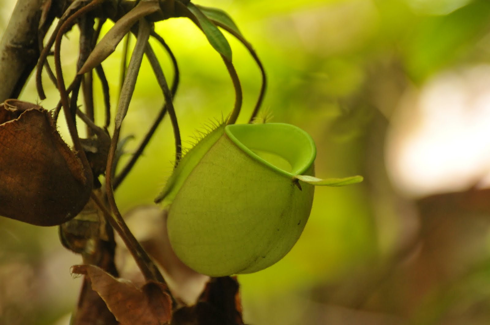Denis Degullacion | Birding | Digiscoping | Photography |: Nabawan ...