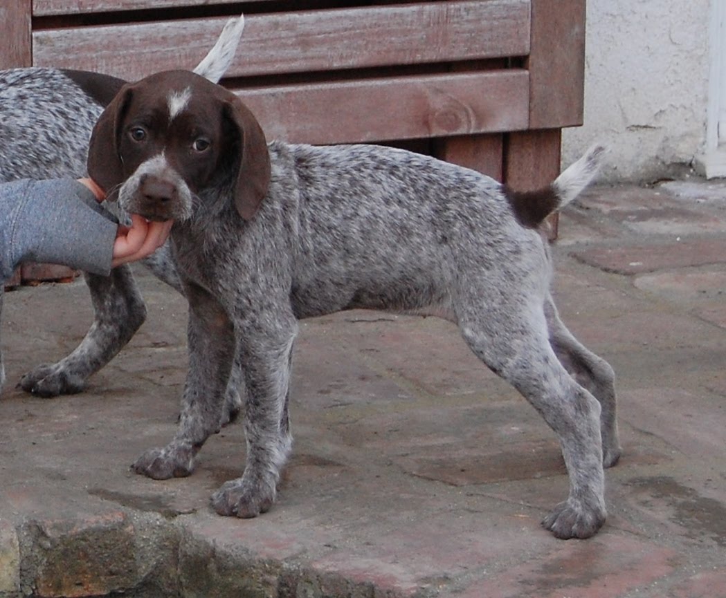 GSP Puppies
