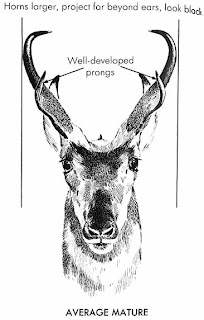 Everything About Antelope: FIELD JUDGING ANTELOPE