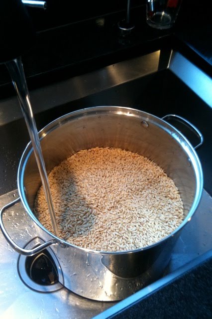 The Brown Book: Home Malting; Making a 12 Pound Batch of Malt in the ...