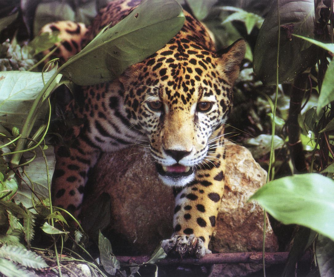 Belas Imagens dos Grandes Felinos | Magma Blog