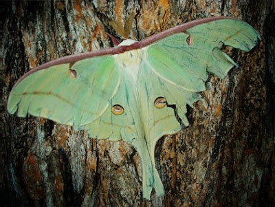 jay.em.bee.: luna moth