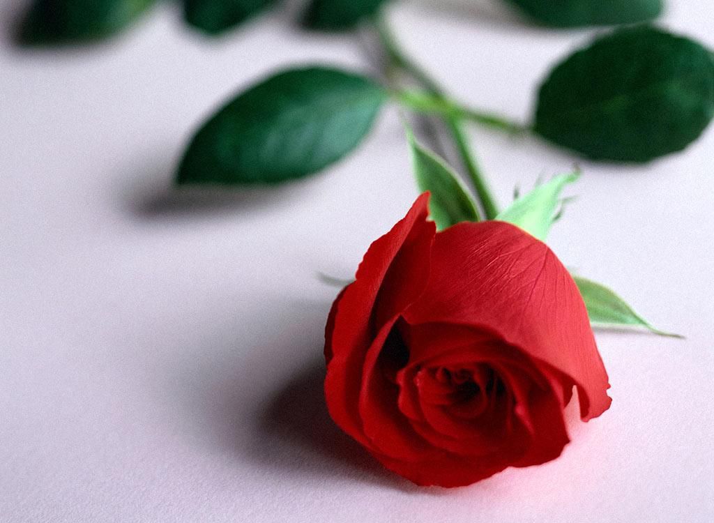 Ewallpics: 30 Beautiful Red And Blue Rose Flower Wallpapers Upto 1920x1200