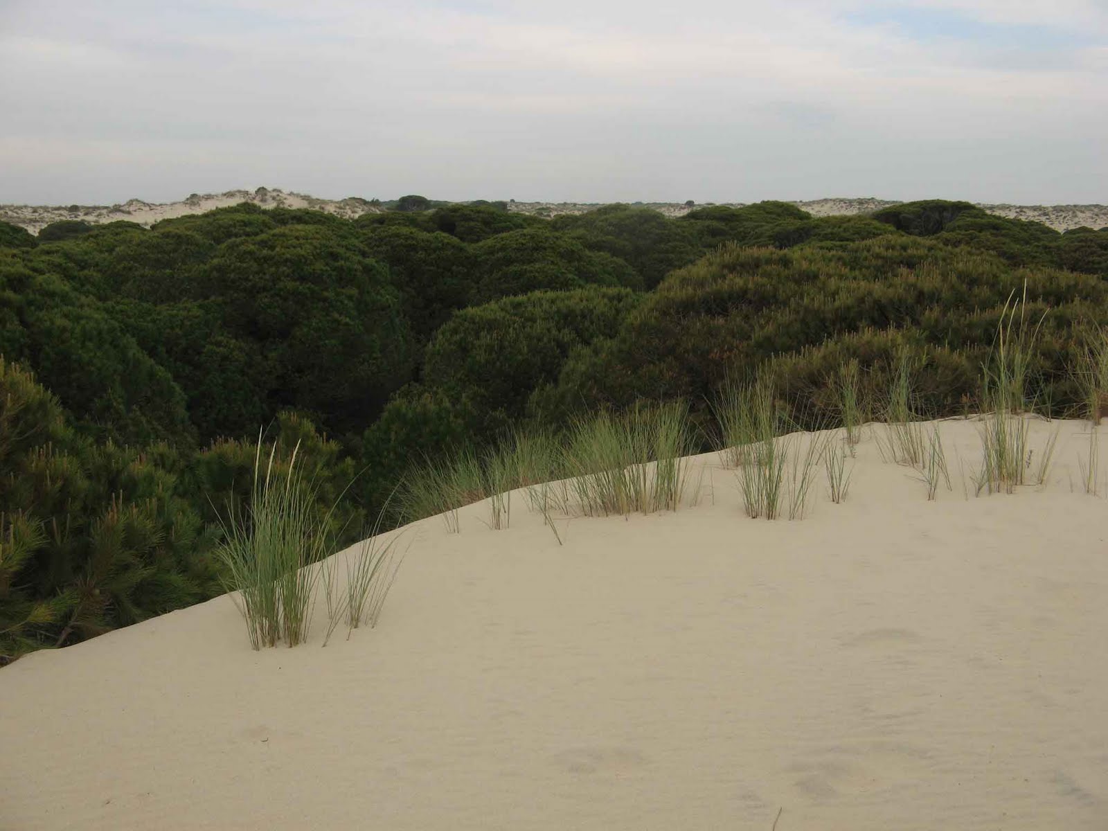 Parallel Universe 38°N: A Water Line around the World: The Sierra ...