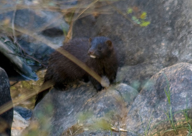 Calamones de la isla: INVASORES I : EL VISÓN AMERICANO (Mustela vison)