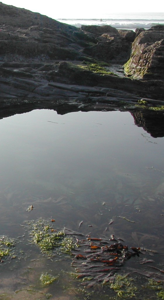 Gwithian Rock Pools