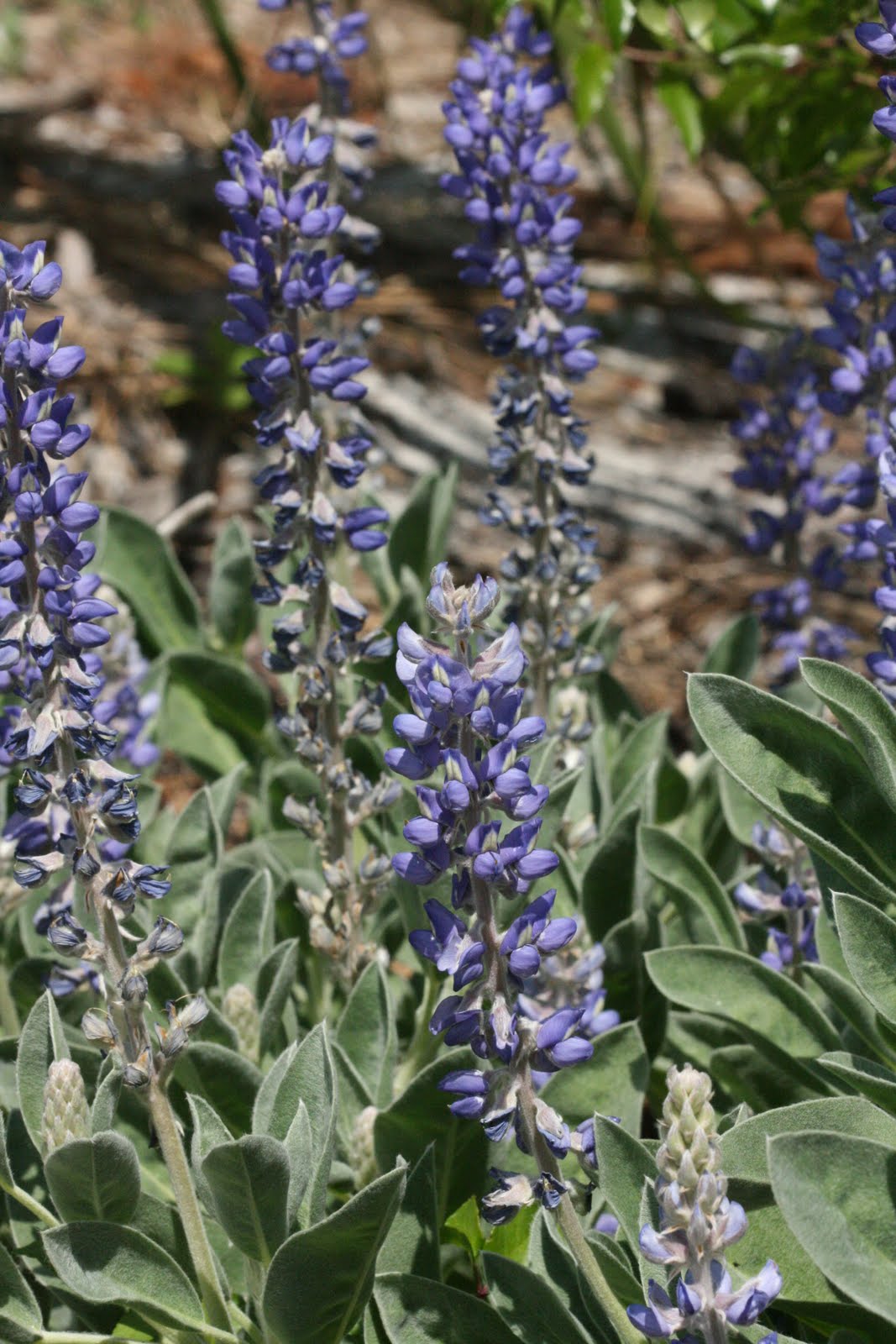 Native Florida Wildflowers: Sky Blue Lupine - Lupinus diffusus