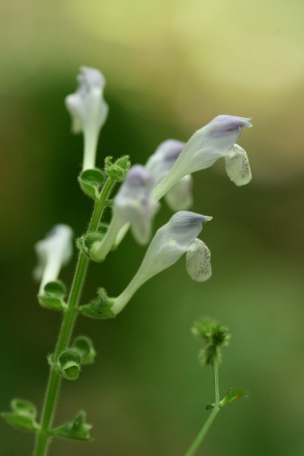 Native Florida Wildflowers: Heartleaf Skullcap - Scutellaria ovata