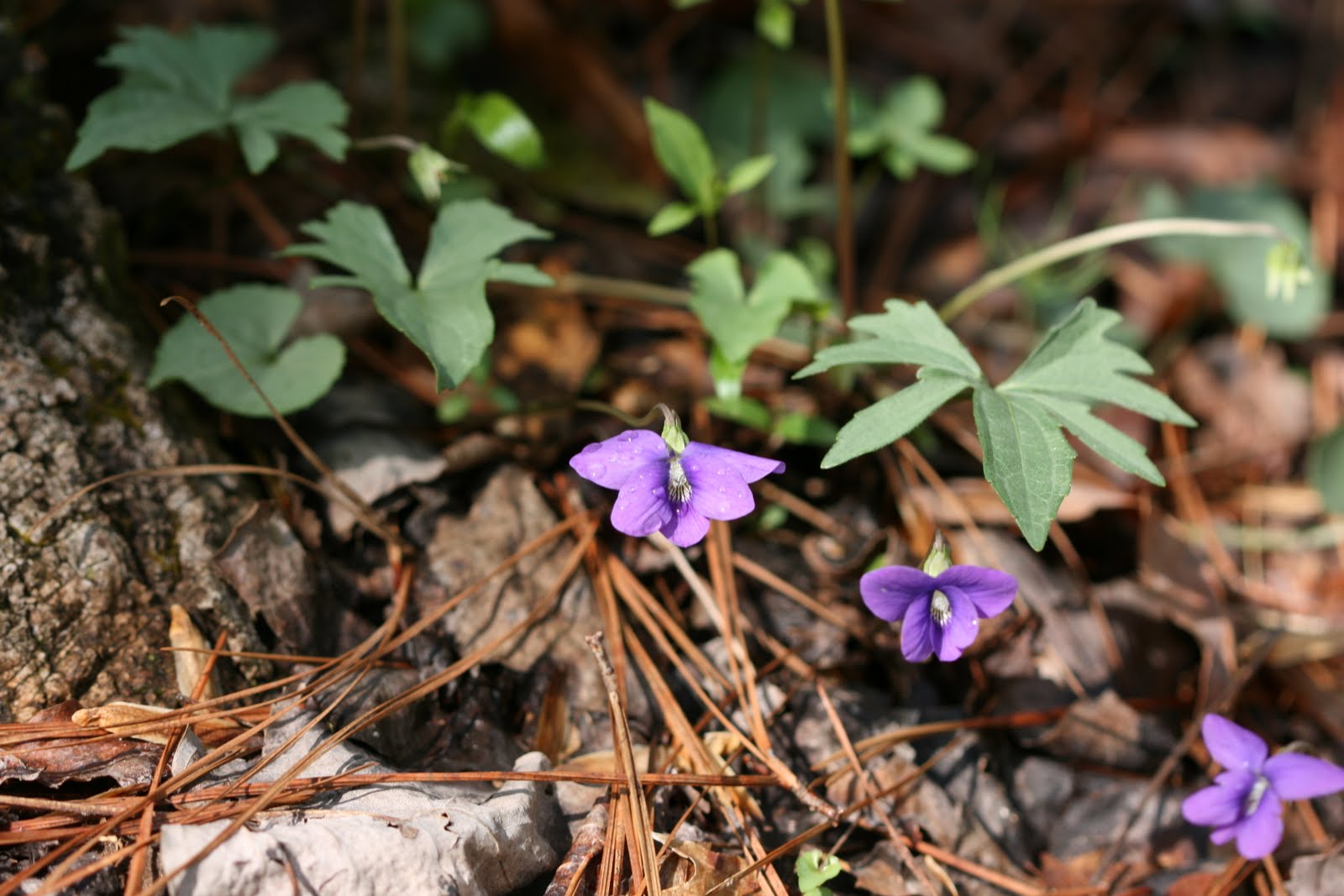 Native Florida Wildflowers: Early Blue Violet - Viola palmata