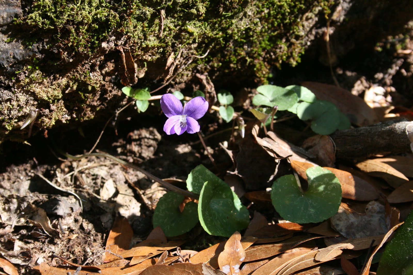 Native Florida Wildflowers: Blue Violet - Viola sororia
