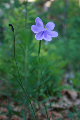 Native Florida Wildflowers: Bartram's Ixia - Calydorea caelestina