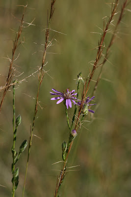 Asters Grassland