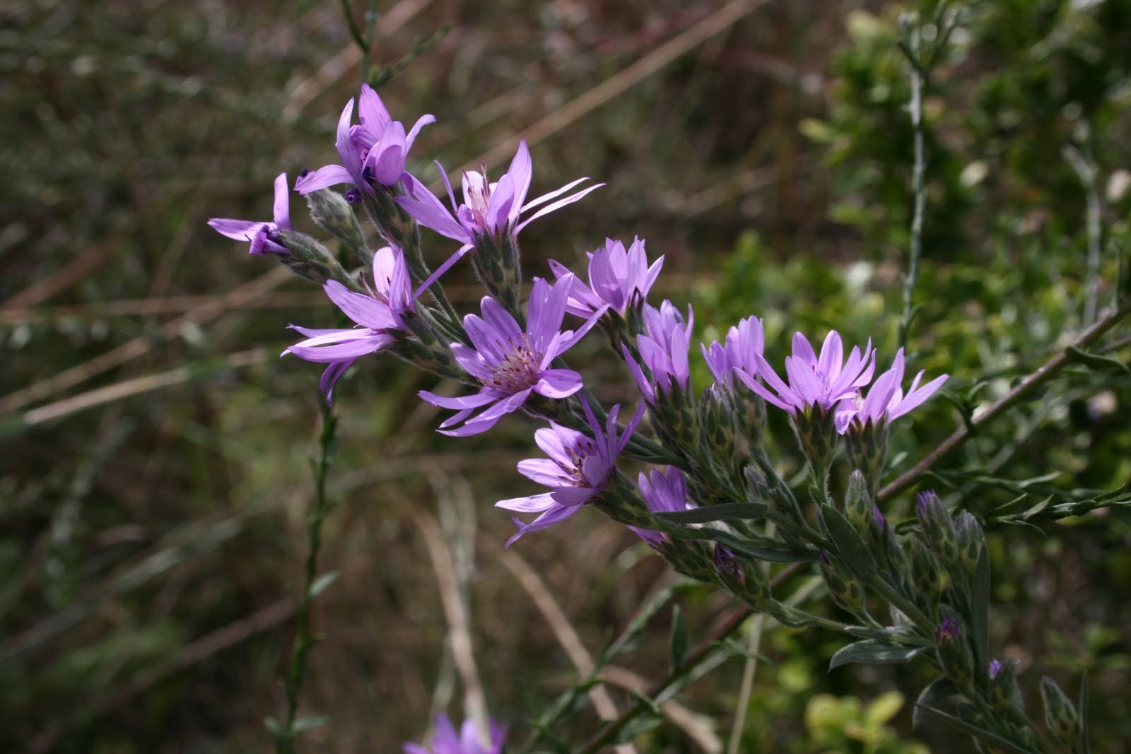 Native Florida Wildflowers: Eastern Silver Aster Part 2 ...