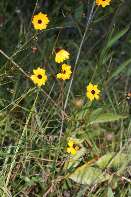 Native Florida Wildflowers: Coastalplain Tickseed - Coreopsis gladiata