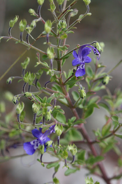 Native Florida Wildflowers: Blue Curls - Trichostema dichotomum
